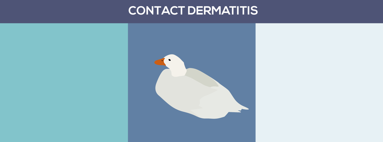 Contact dermatitis in Pet Ducks