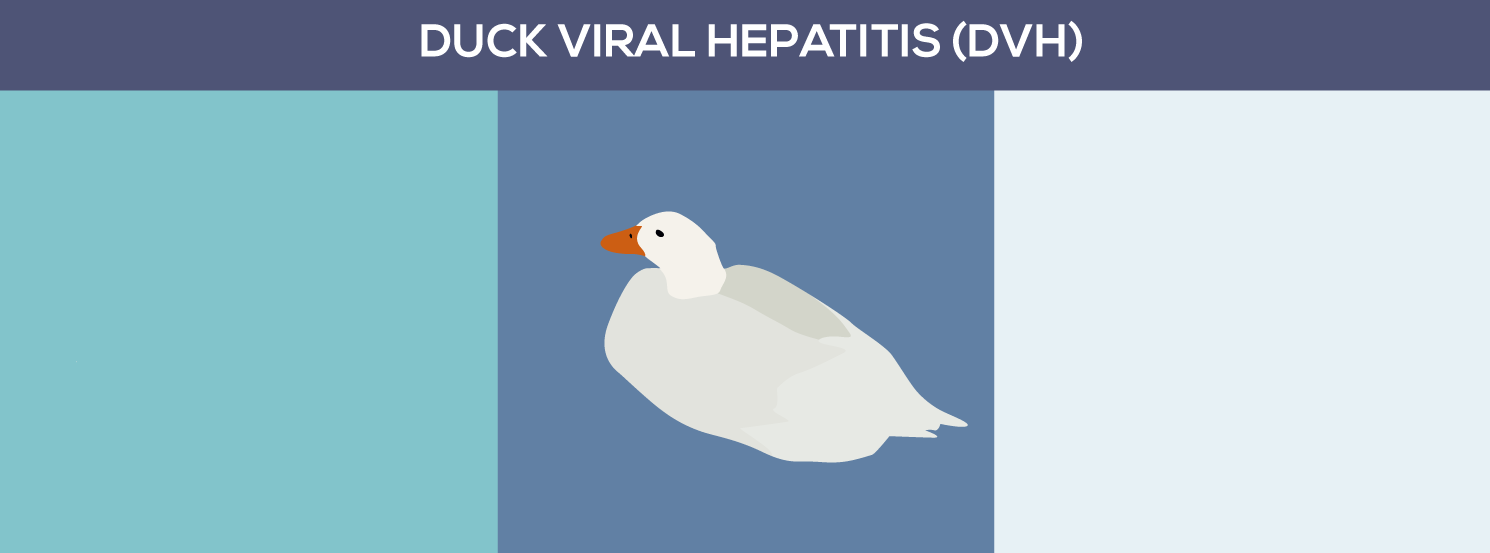 Duck viral hepatitis (DVH) in Pet Ducks