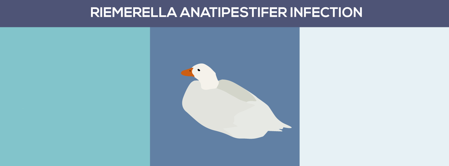 New duck disease in Pet Ducks