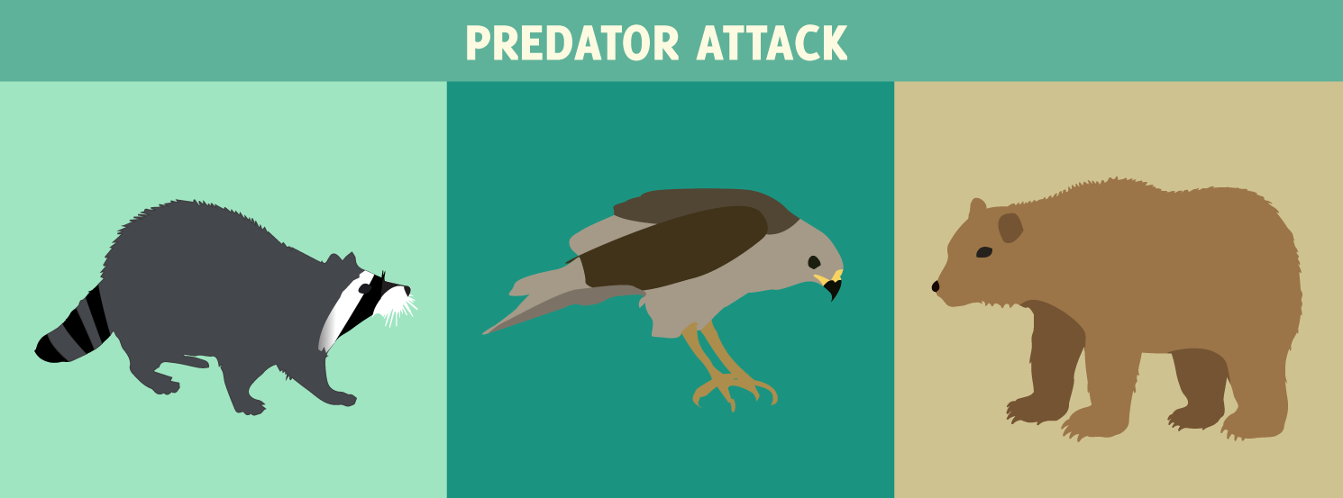 Attack from predator in Pet Ducks