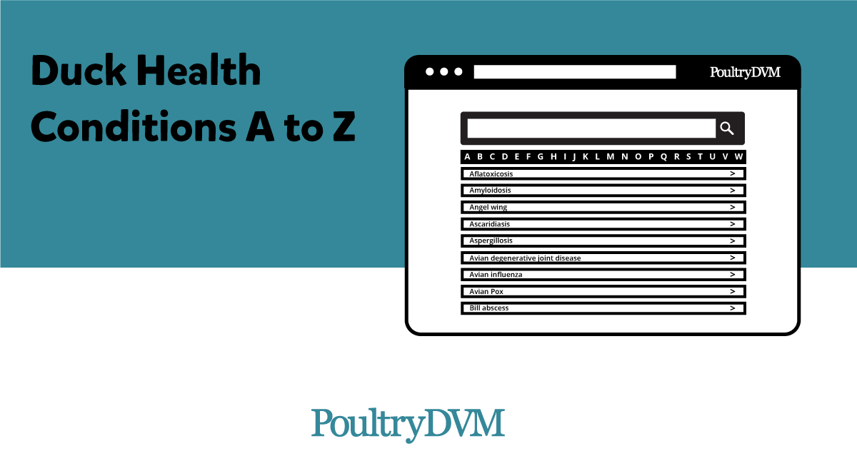 Skin & Feathers Details